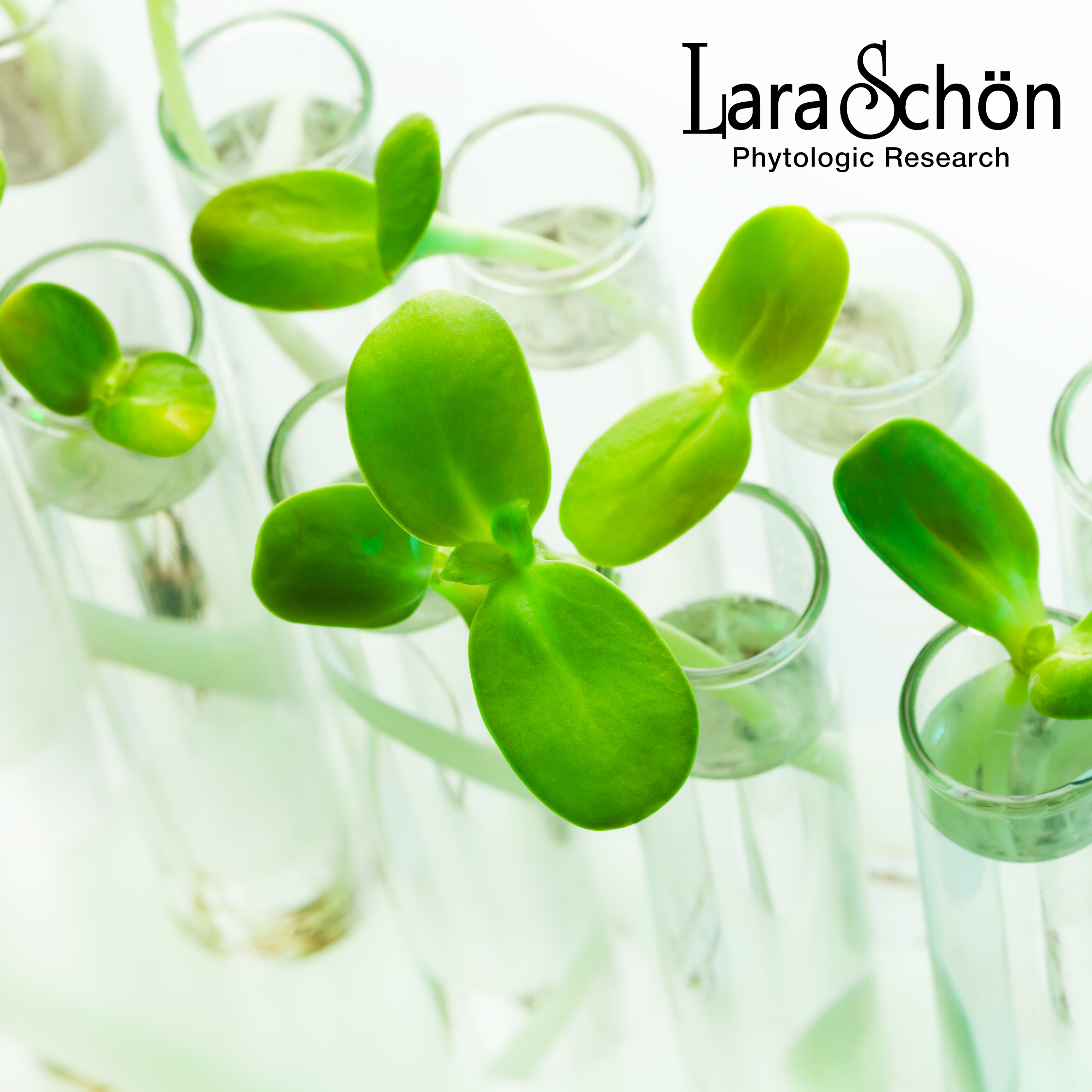 LARA SCHON - результативная фитокосметика от династии австрийских ...